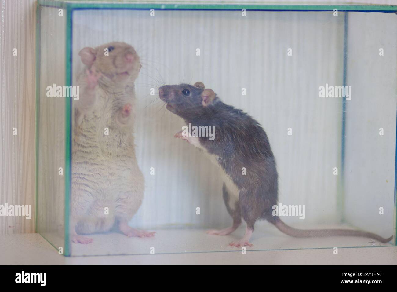 Rat family. A couple of rats together. Honeymoon Stock Photo - Alamy
