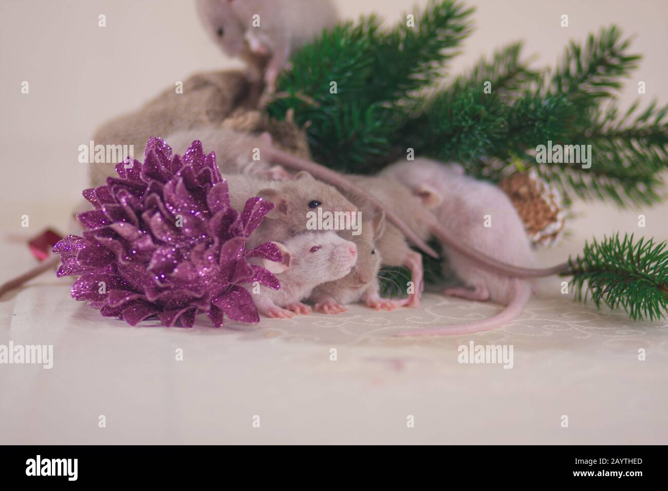 Rat family. A couple of rats together. among flowers and branches Stock ...