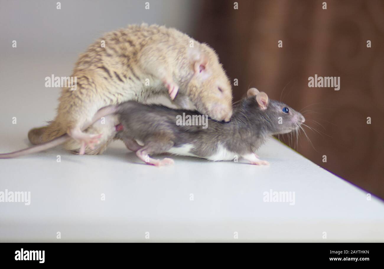 Rats together. Family of rats together. furry friends Stock Photo - Alamy