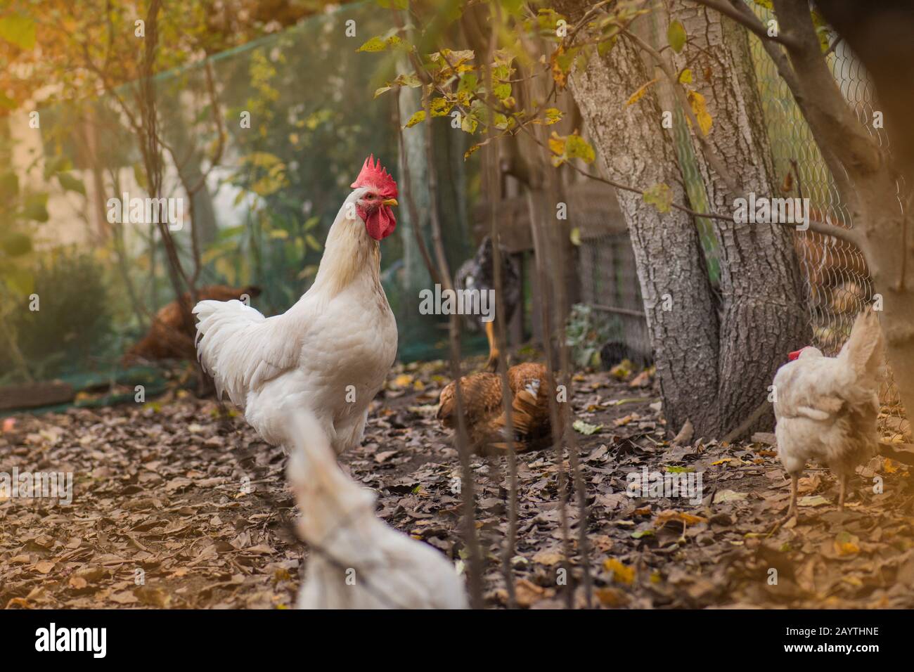 Rooster and a hens are walking outside. Free range chickens in the back ...