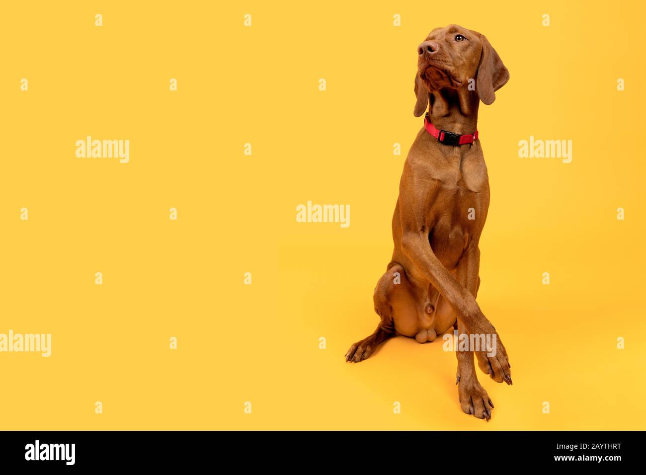 Beautiful hungarian vizsla dog full body studio portrait. Dog wearing ...