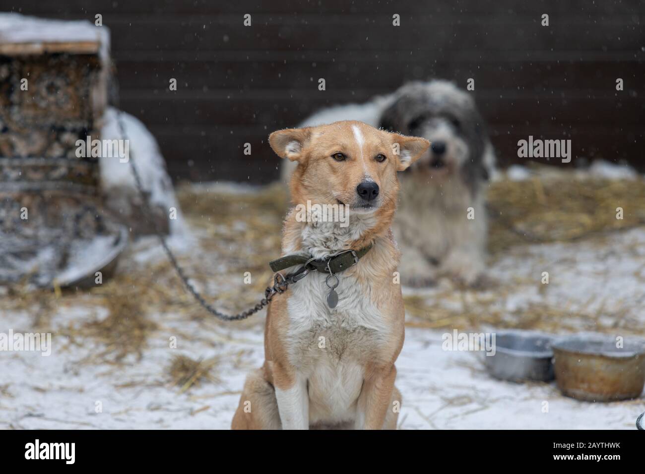 homeless dog looks with sad eyes with hope of finding home and host ...