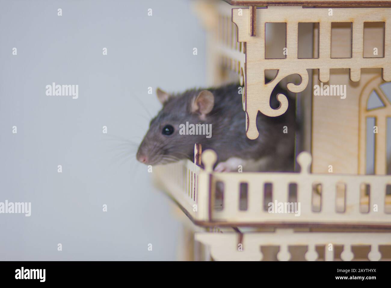 The gray rat runs around the house. Rodent and pest. Gray mouse Stock ...