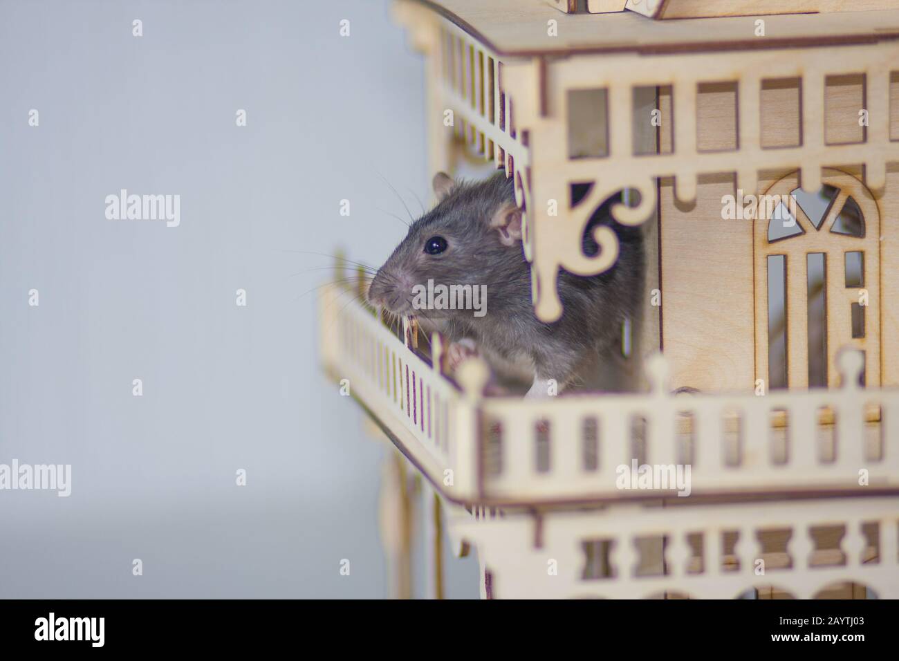 Cunning mouse hi-res stock photography and images - Alamy