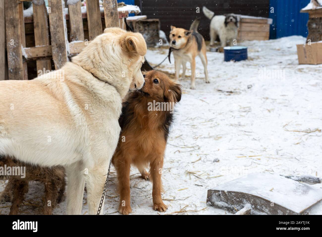 Many cute stray dogs hi-res stock photography and images - Alamy