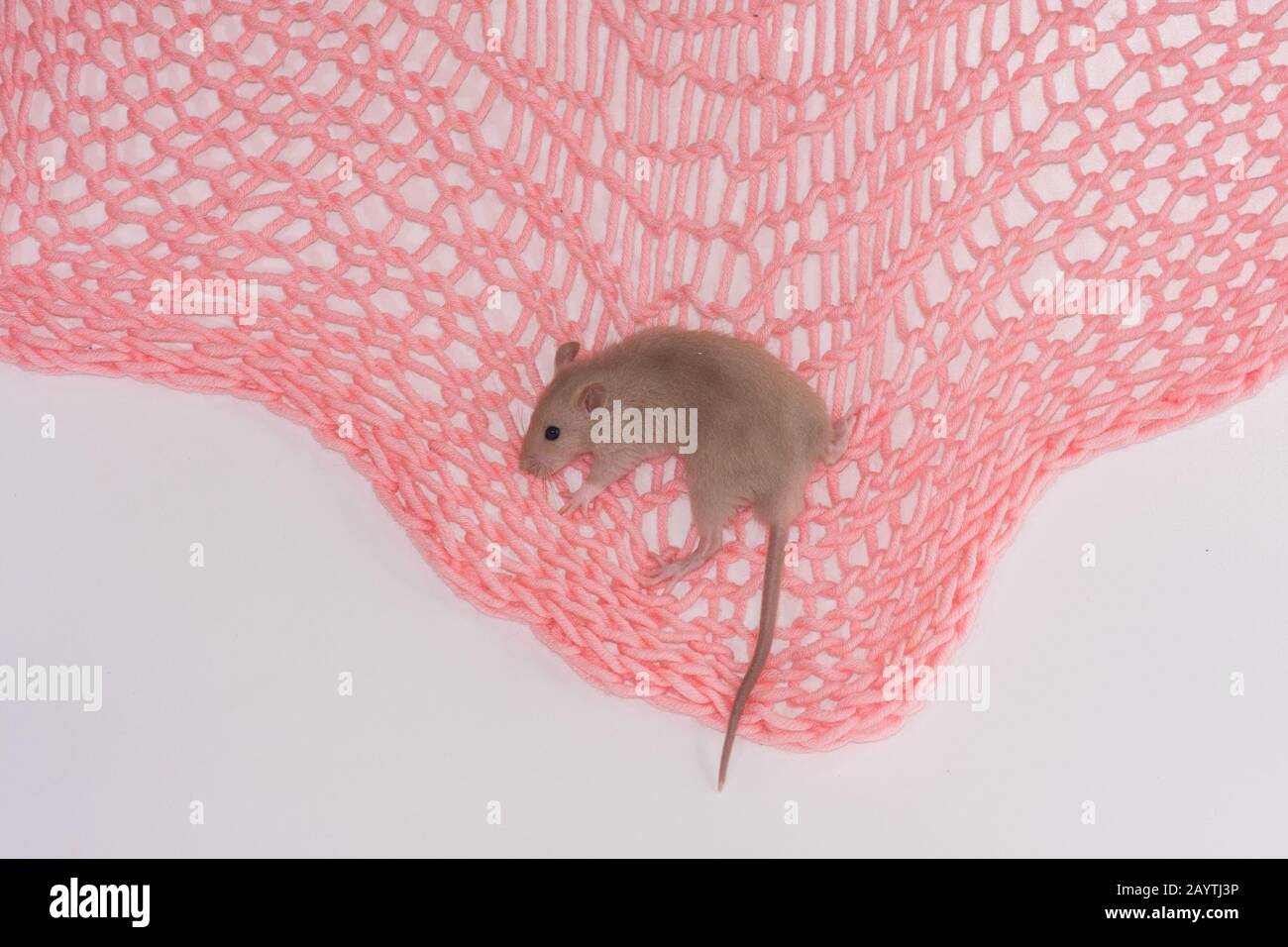 Rats scramble up pink fabric. Cute pets Stock Photo - Alamy