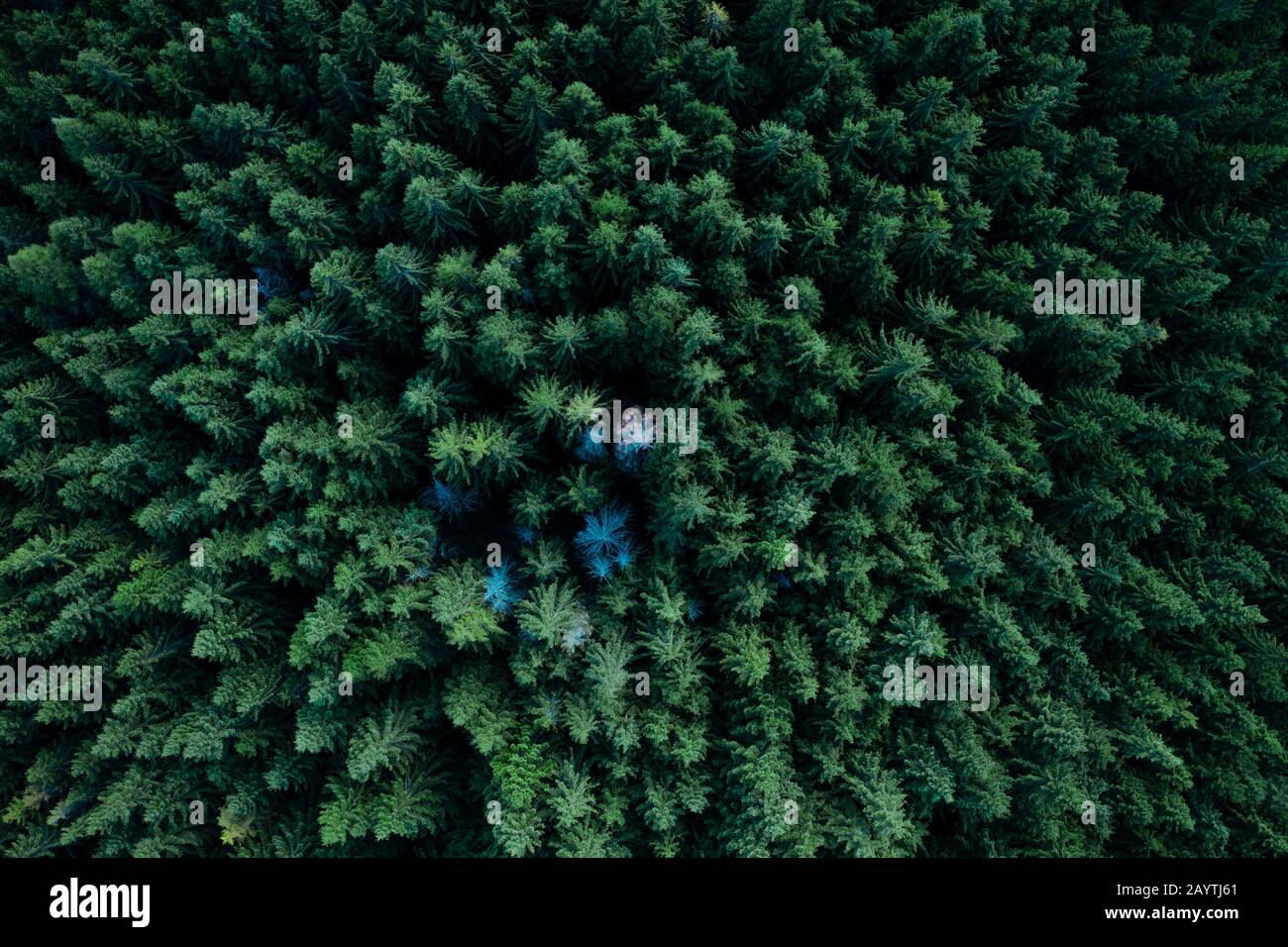 Pine tree tops seen from a drone Stock Photo - Alamy