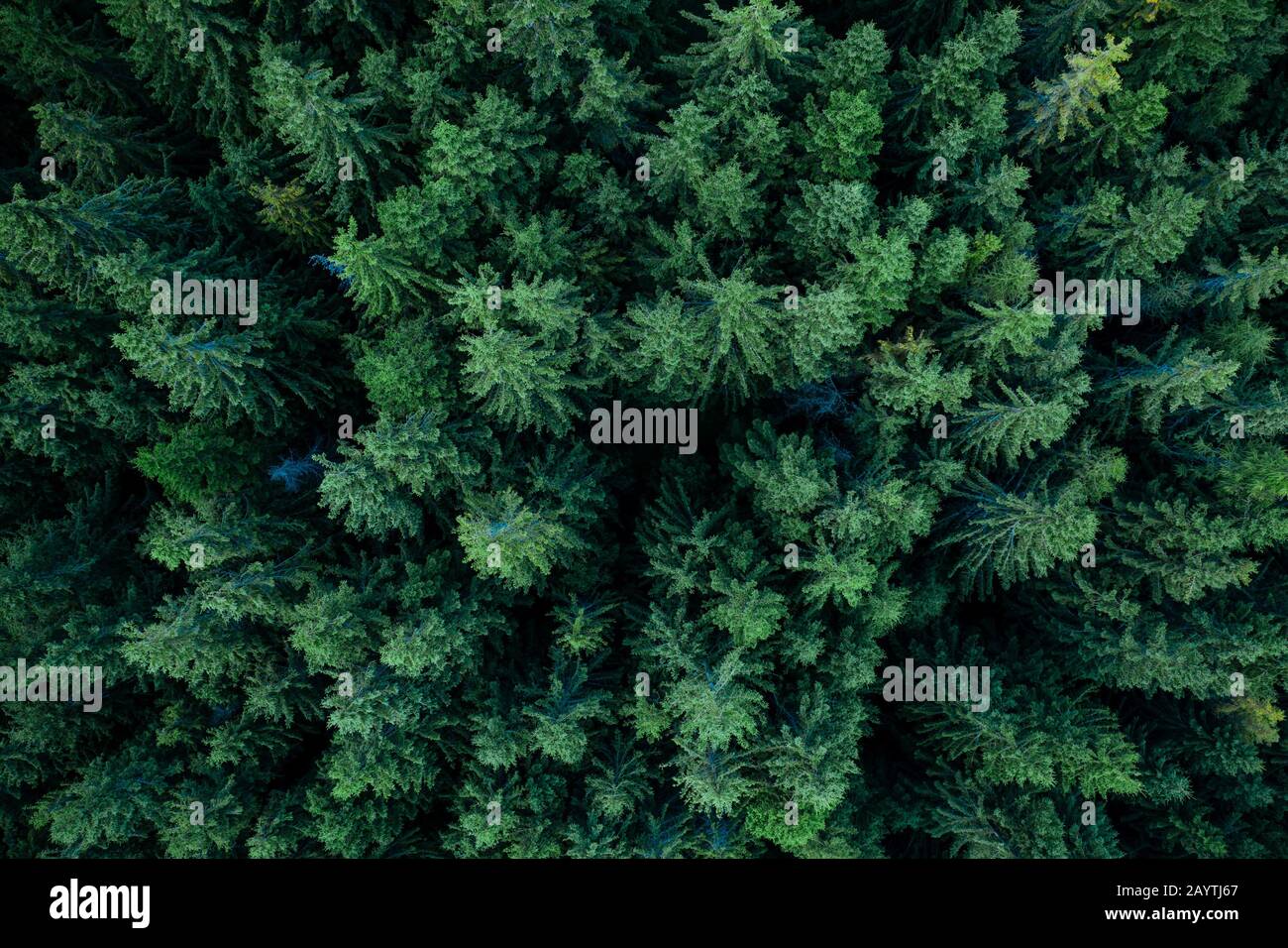 Pine tree tops seen from a drone Stock Photo - Alamy