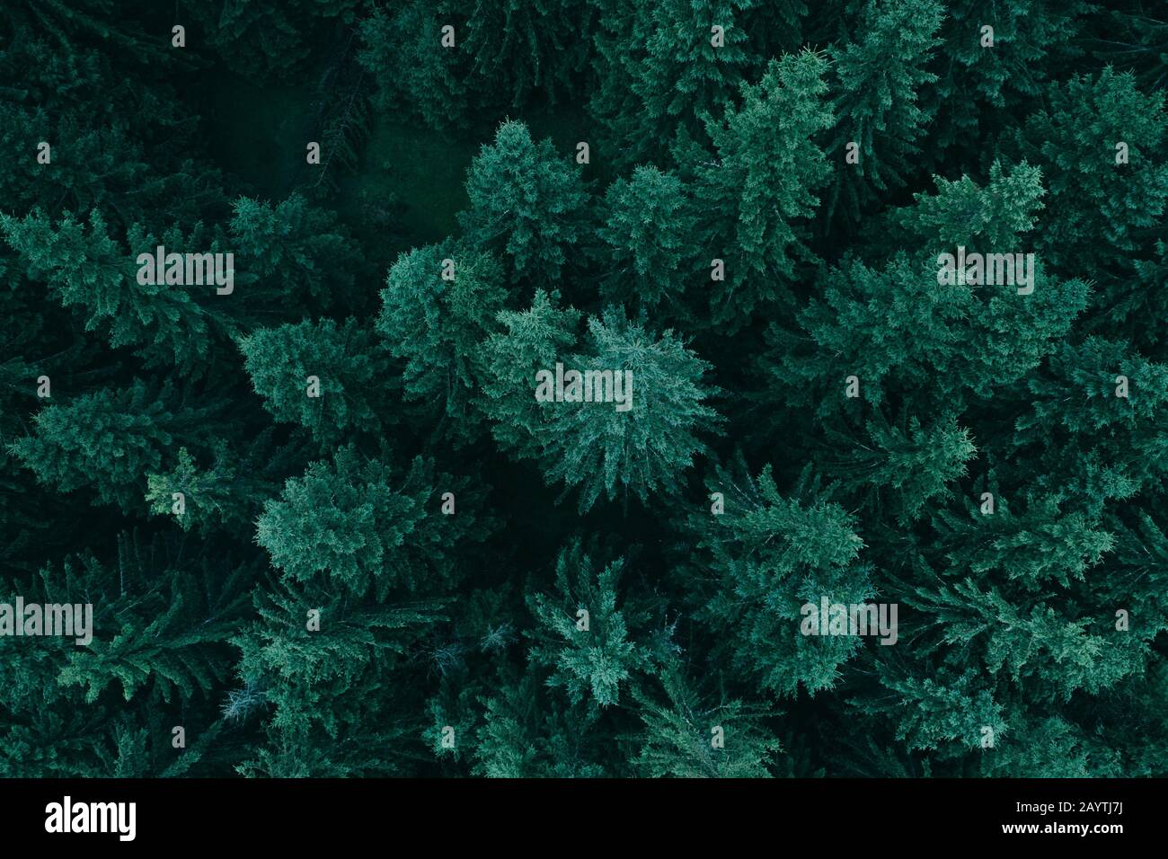 Drone tree tops hi-res stock photography and images - Alamy