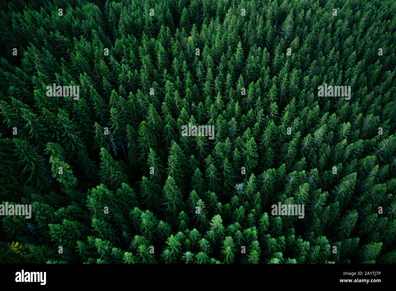 Pine tree tops hi-res stock photography and images - Alamy