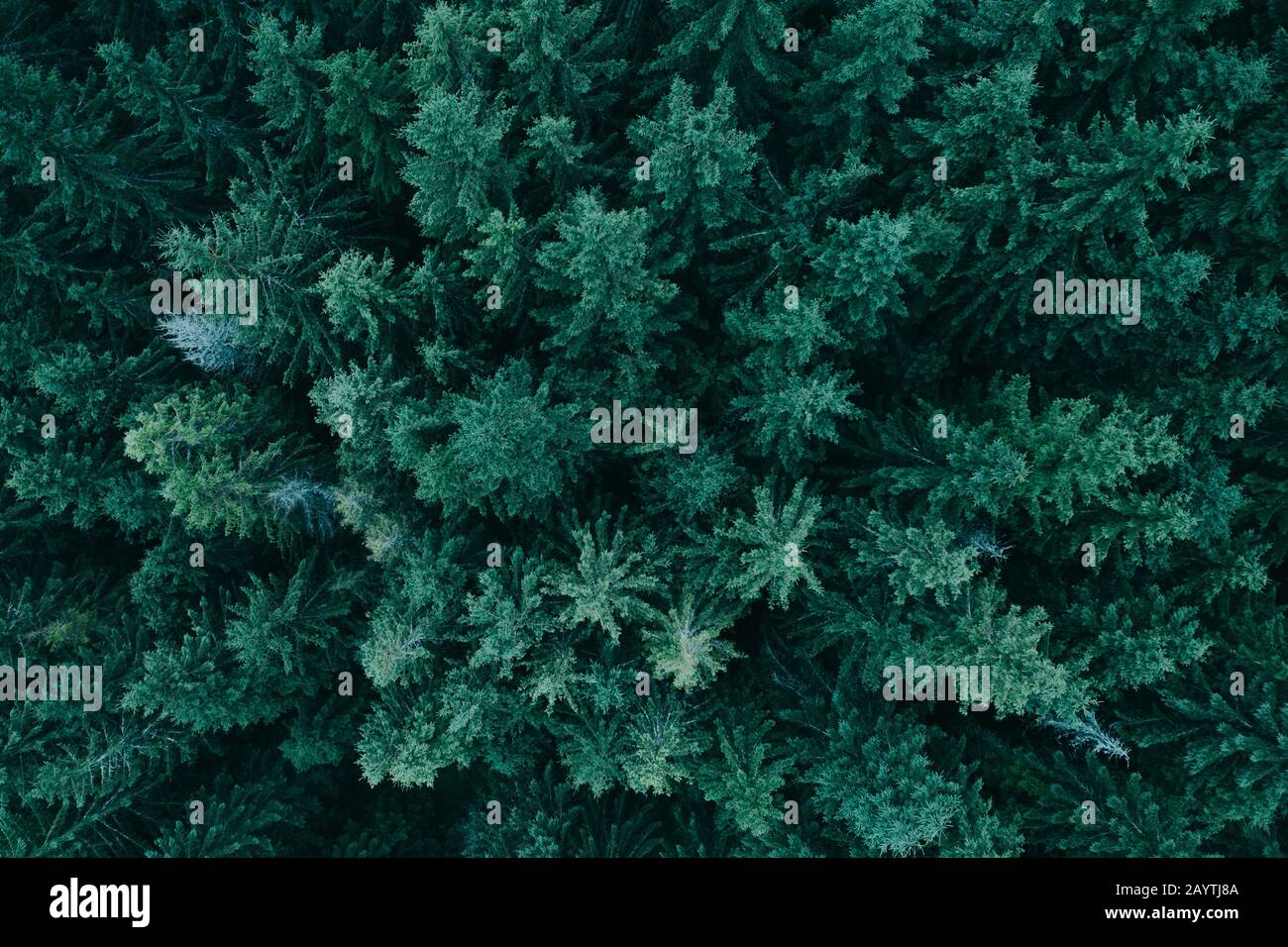 Pine tree tops seen from a drone Stock Photo - Alamy