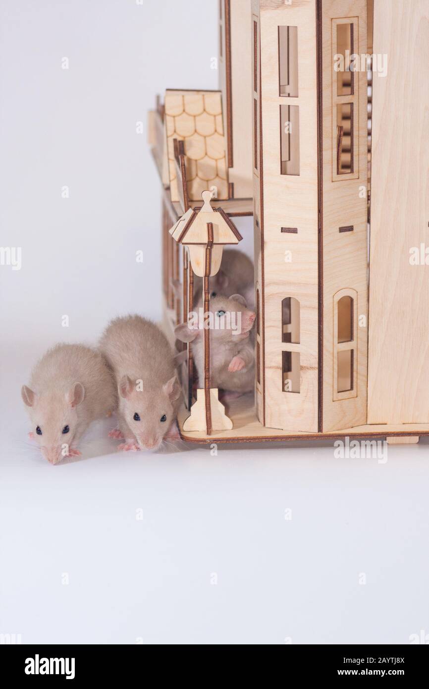 White rat with a wooden house. Home and comfort. Pet Cage Stock Photo ...