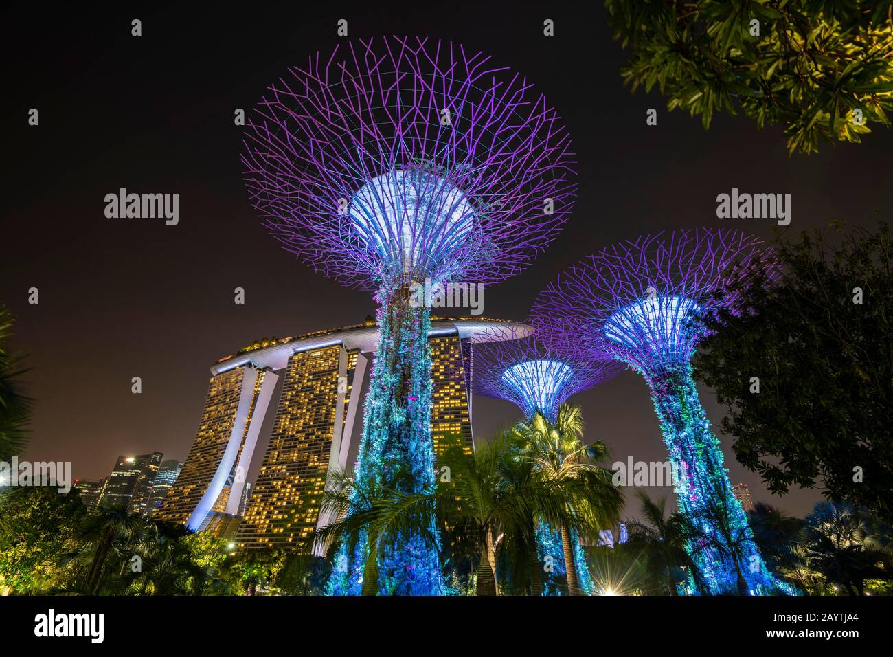 Supertrees at night, Marina Bay Sands Hotel in the background ...