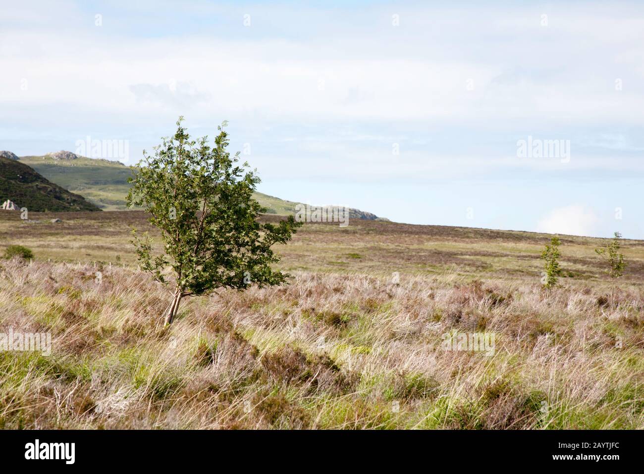 Rowan Tree by footpath in the valley of the Afon Porth-Llewyd Conwy ...