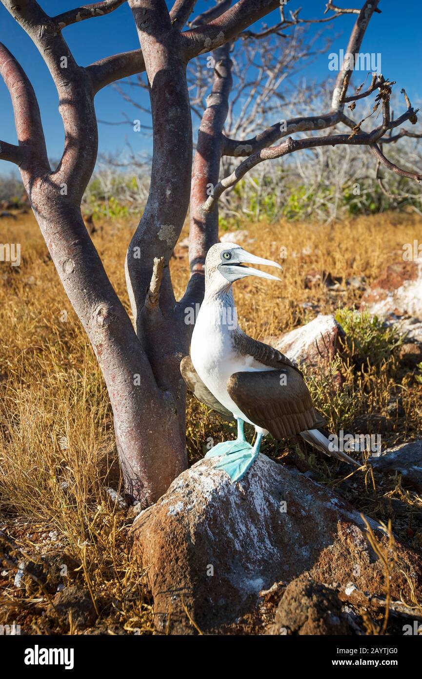 Blue footed booby bird hi-res stock photography and images - Alamy