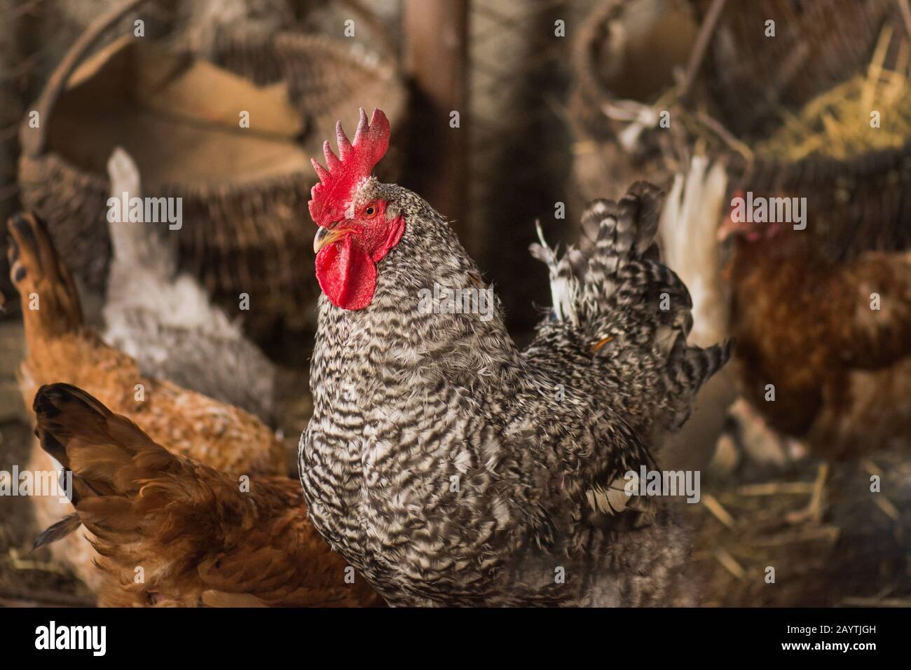 Hens in hen house. Hens in chicken coop. Chicken in hen house. Bio ...