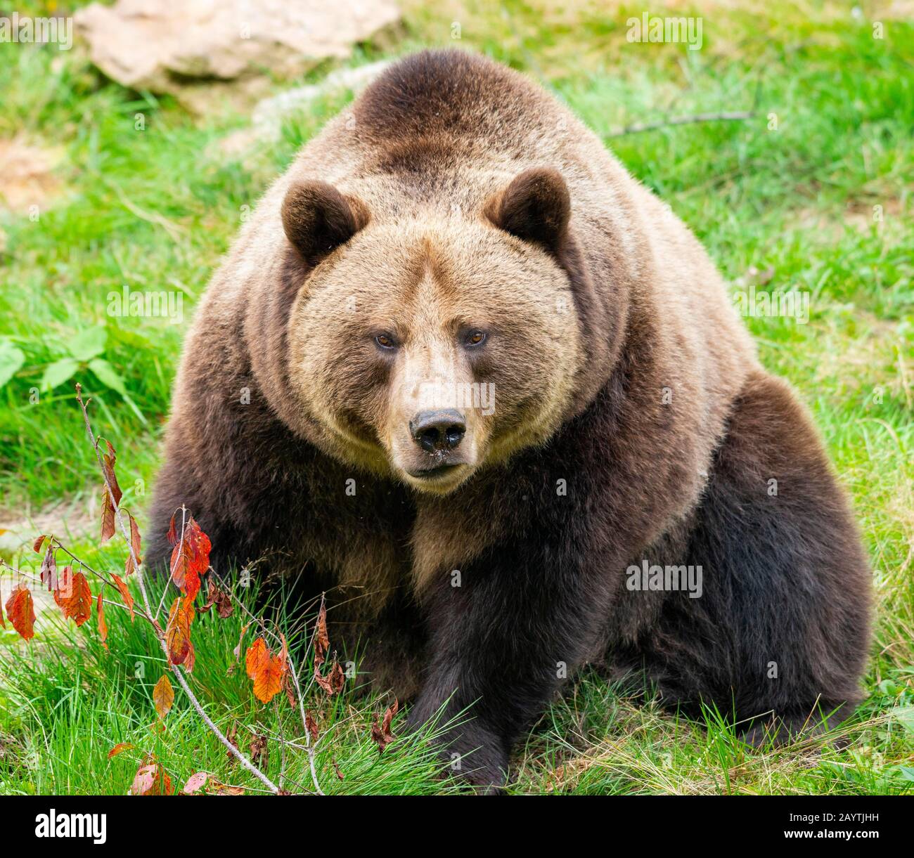 European Brown bear (Ursus arctos) sitting on the floor, captive ...