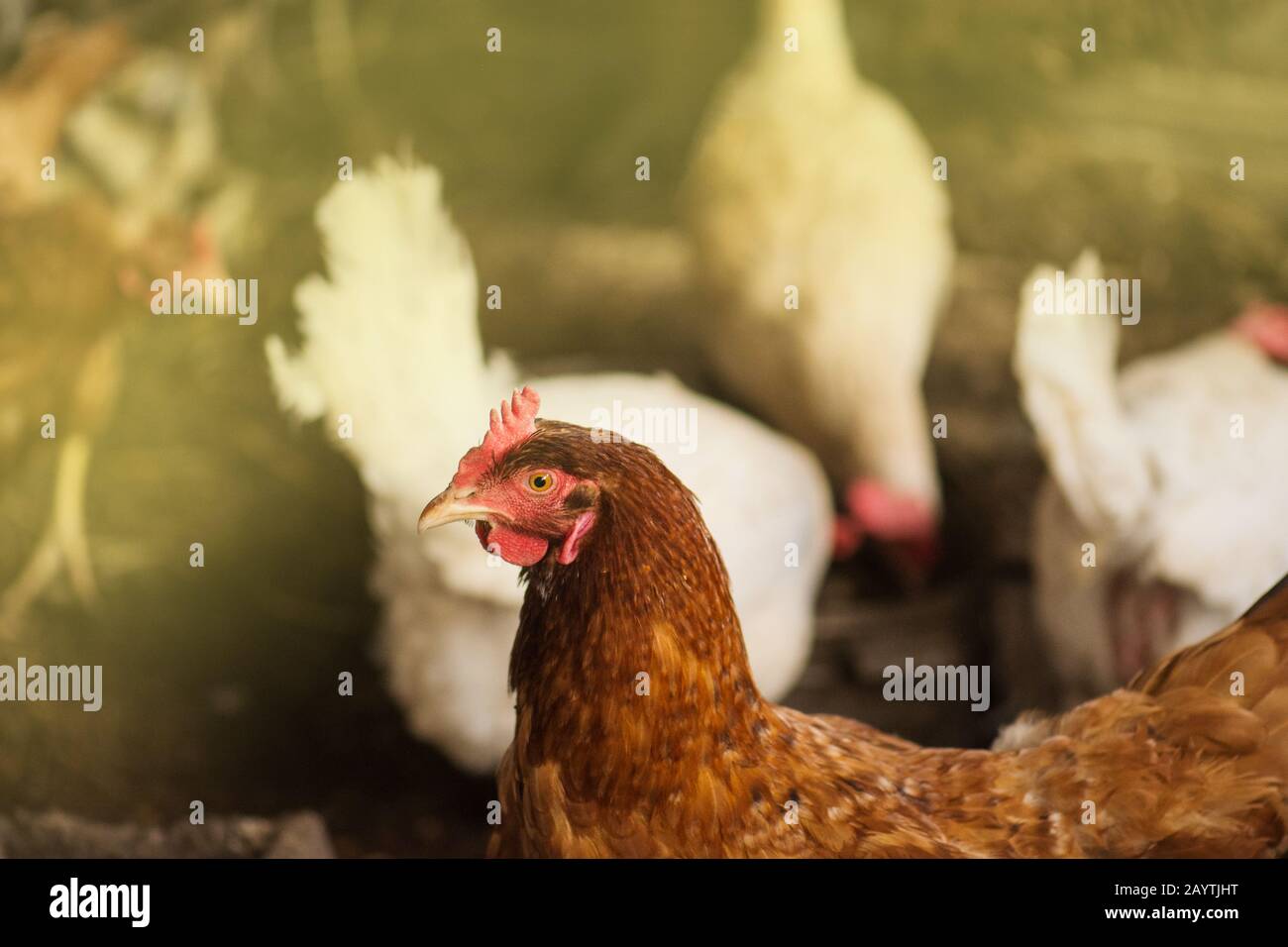 Hens in hen house. Hens in bio farm. Chicken in hen house. Chickens in ...