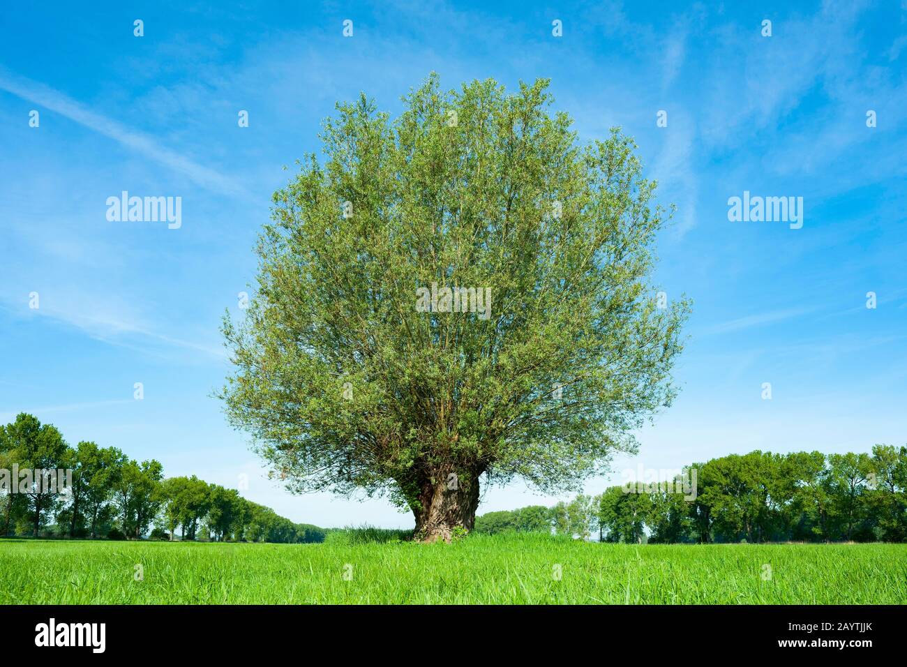 White willow (Salix alba), solitaire in spring, Thuringia, Germany ...