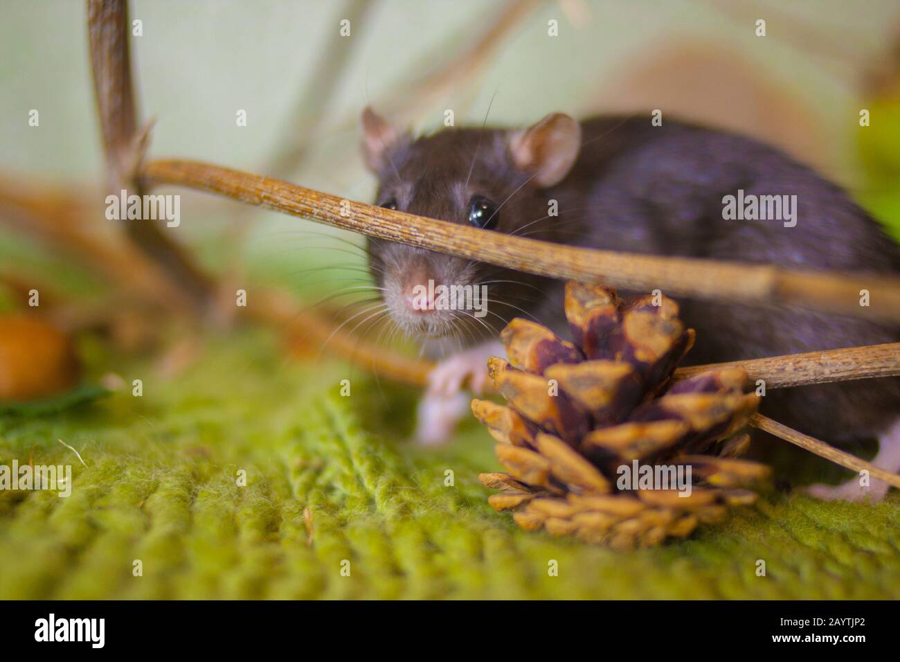 Gray rat on a green background. Amid foliage and natureGray rat on a ...