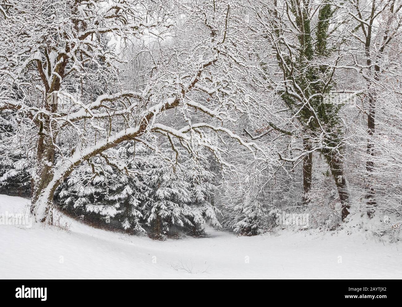 Forest during snowfall, tree with Common ivy (Hedera Helix), Ilz Valley ...