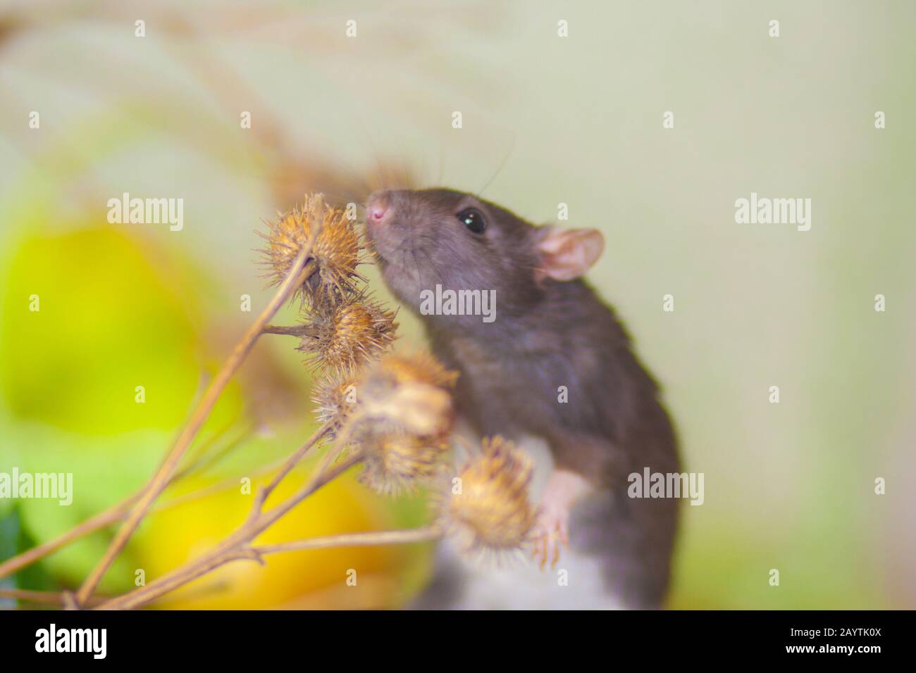 The rat is white with a nut. Proper nutrition. rodents Stock Photo - Alamy