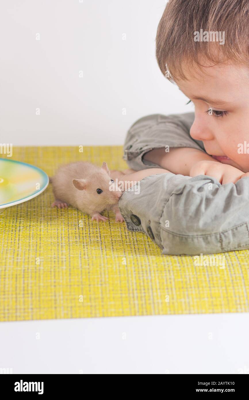 A child with a rat on the table. Little mouse hiding in the hands of a ...