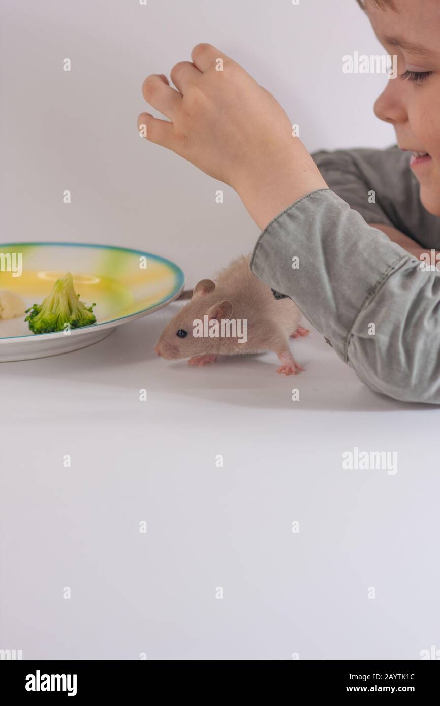 Nutrition for children. A boy and two rats in a plate. unusual menu of ...