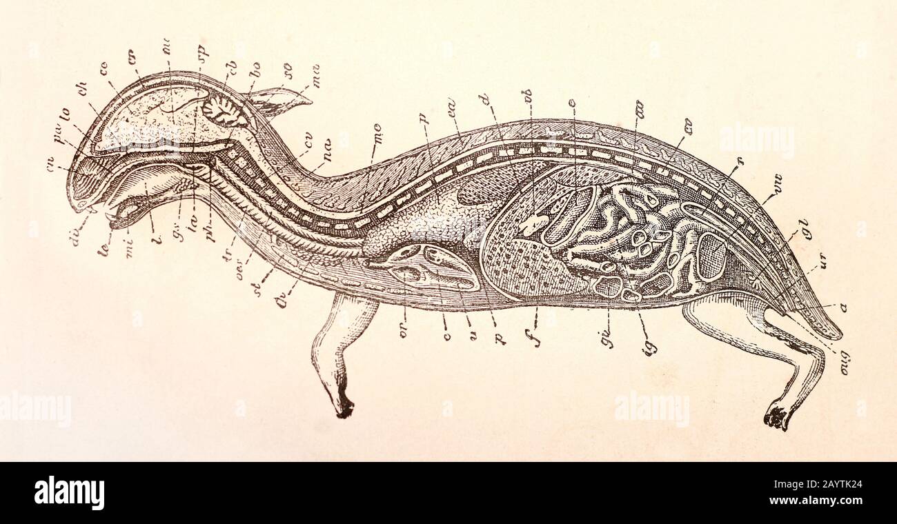 Death rabbit hi-res stock photography and images - Alamy