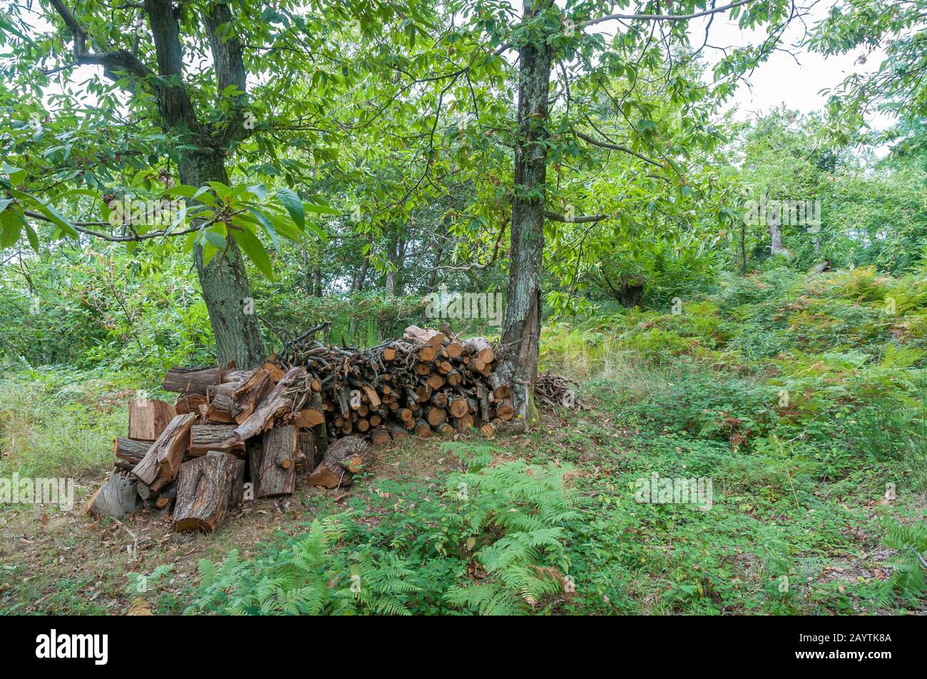 Woodpile of tree logs in a green forest. Nature background Stock Photo ...