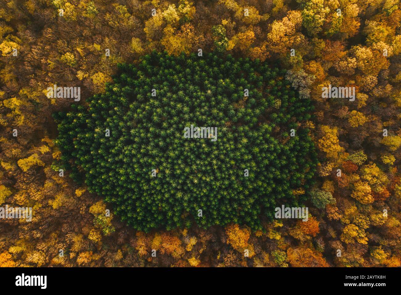 Colorful trees of autumn seen from a drone. Trees planted in the shape ...