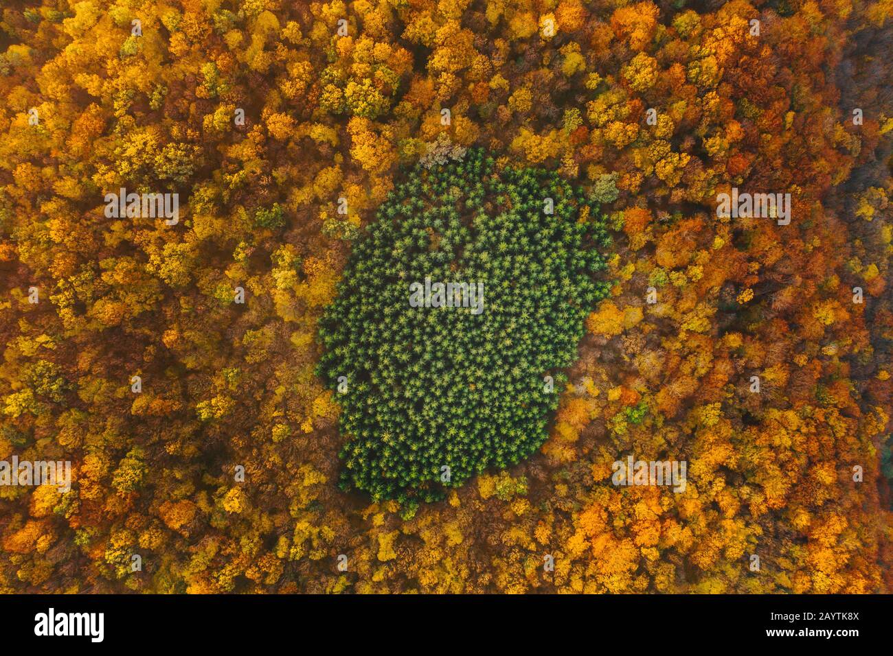 Colorful trees of autumn seen from a drone. Trees planted in the shape ...