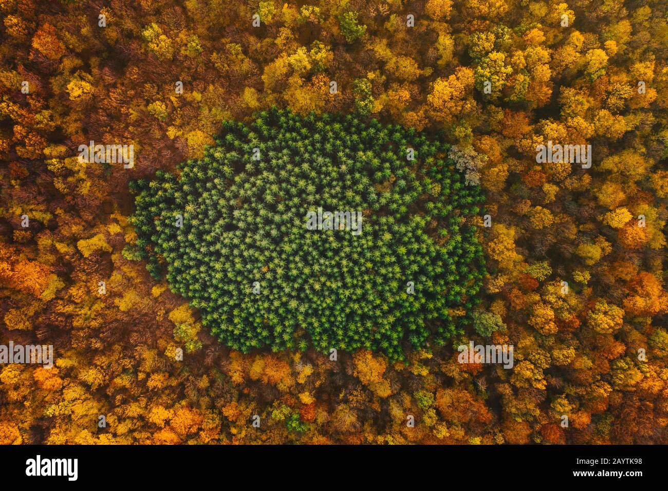 Colorful trees of autumn seen from a drone. Trees planted in the shape ...