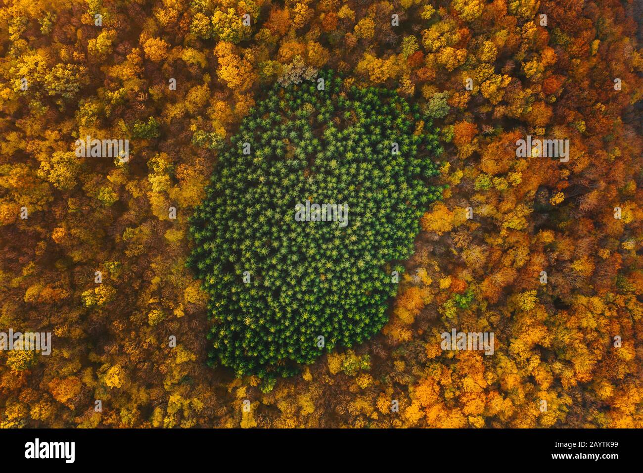 Colorful trees of autumn seen from a drone. Trees planted in the shape ...