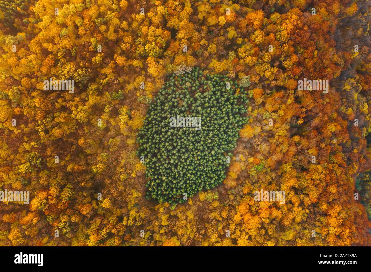 Colorful trees of autumn seen from a drone. Trees planted in the shape ...