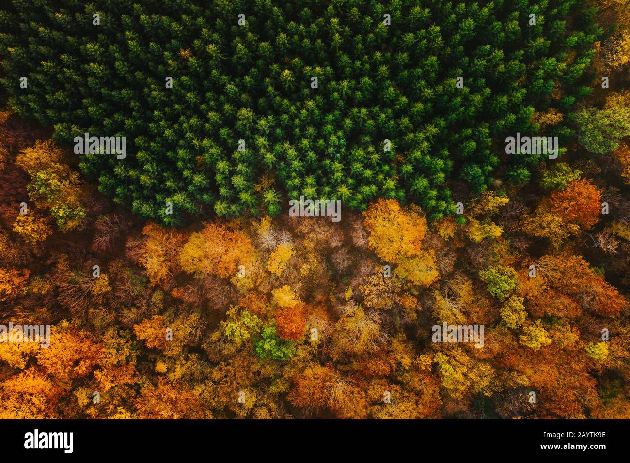Colorful trees of autumn seen from a drone Stock Photo - Alamy