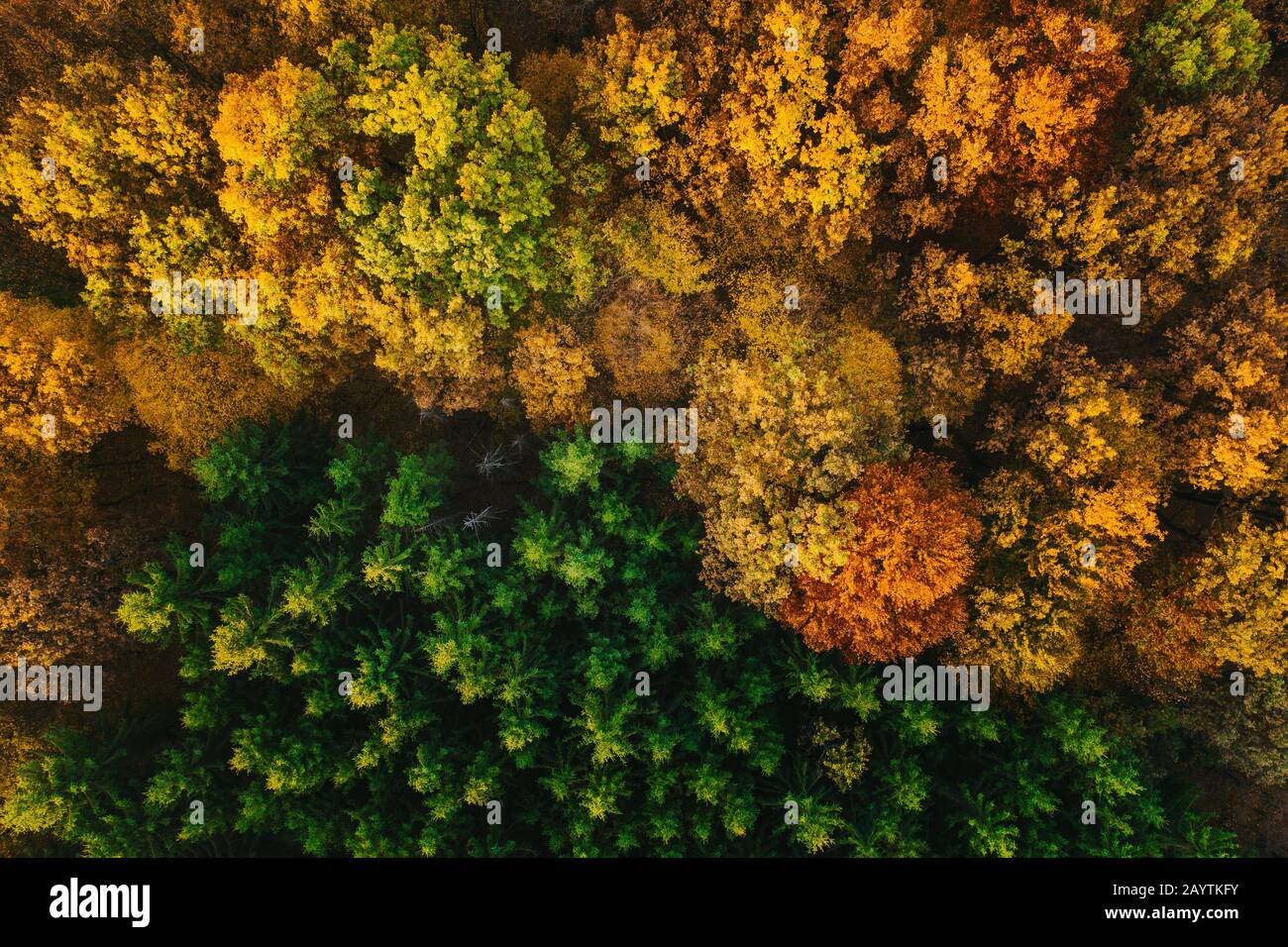 Oak trees from above hi-res stock photography and images - Alamy