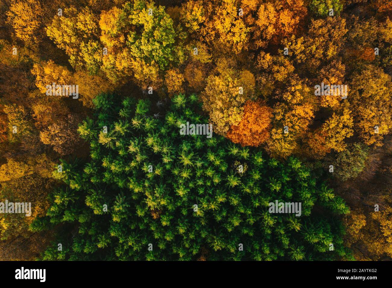 Colorful trees of autumn seen from a drone Stock Photo - Alamy