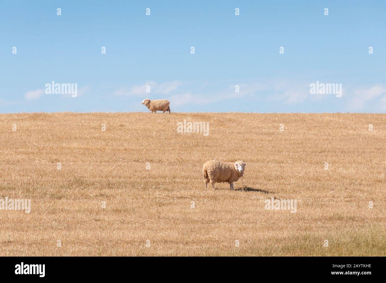 Paddock drought hi-res stock photography and images - Alamy