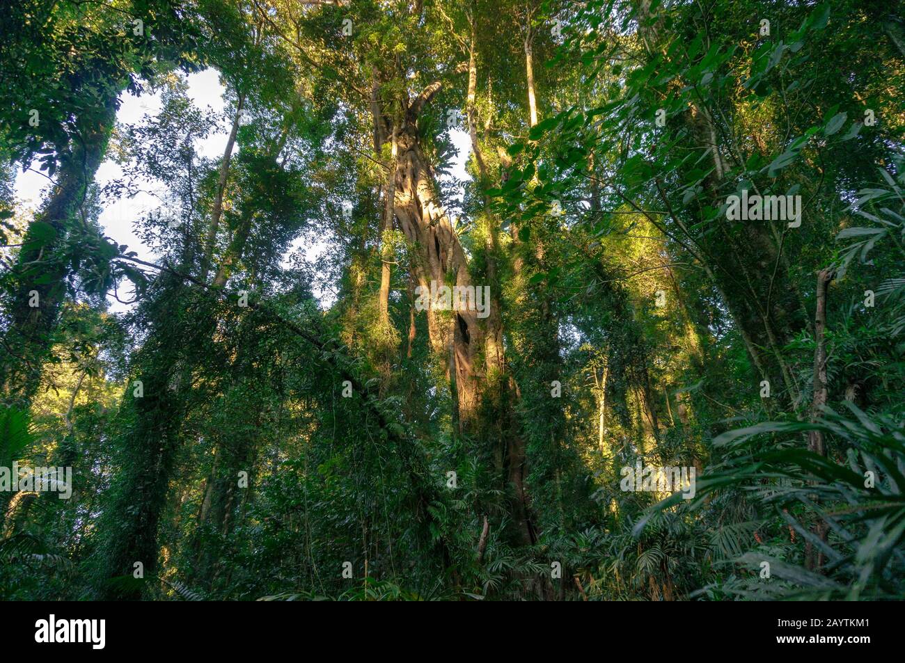 Tropical rainforest with evergreen trees covered in moss on sunny day ...
