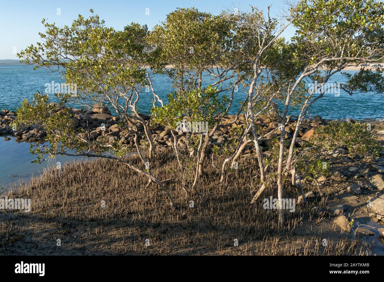 Mangrove trees with exposed roots on low tide. Nature background Stock ...