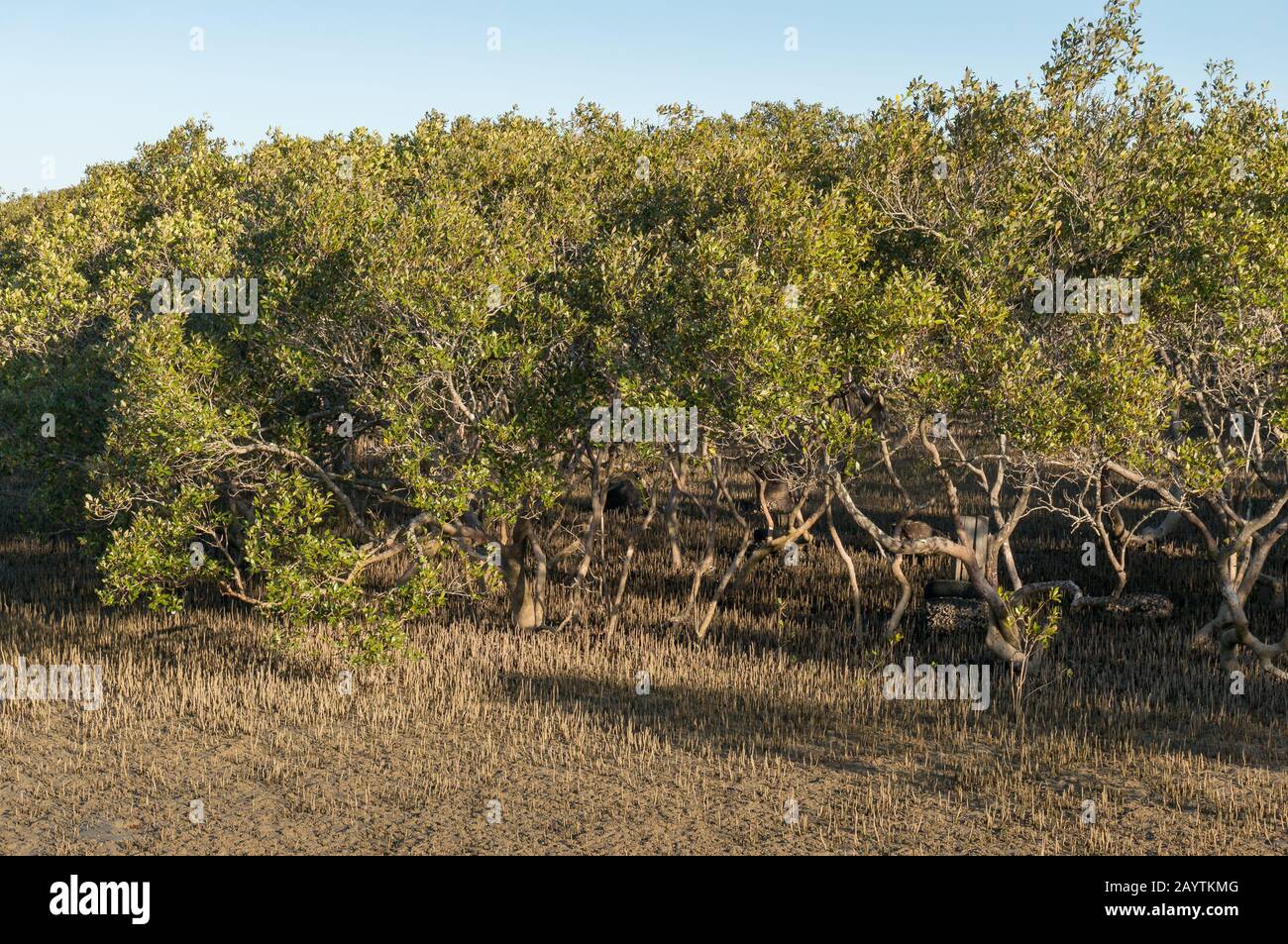 Coastal mangrove forest with exposed roots on low tide. Fragile coastal ...