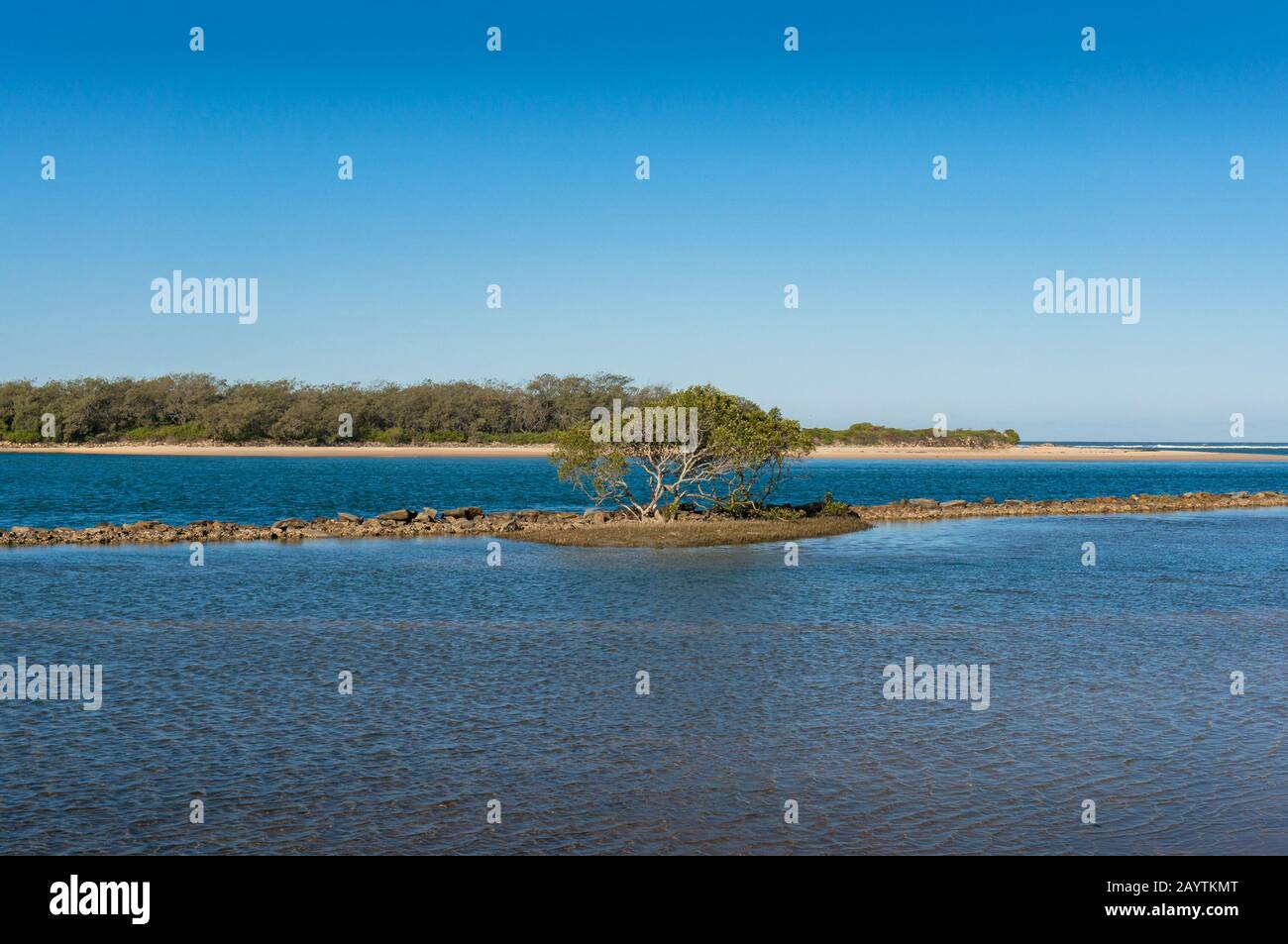 Coastal landscape with mangrove tree and mangrove forest on the ...