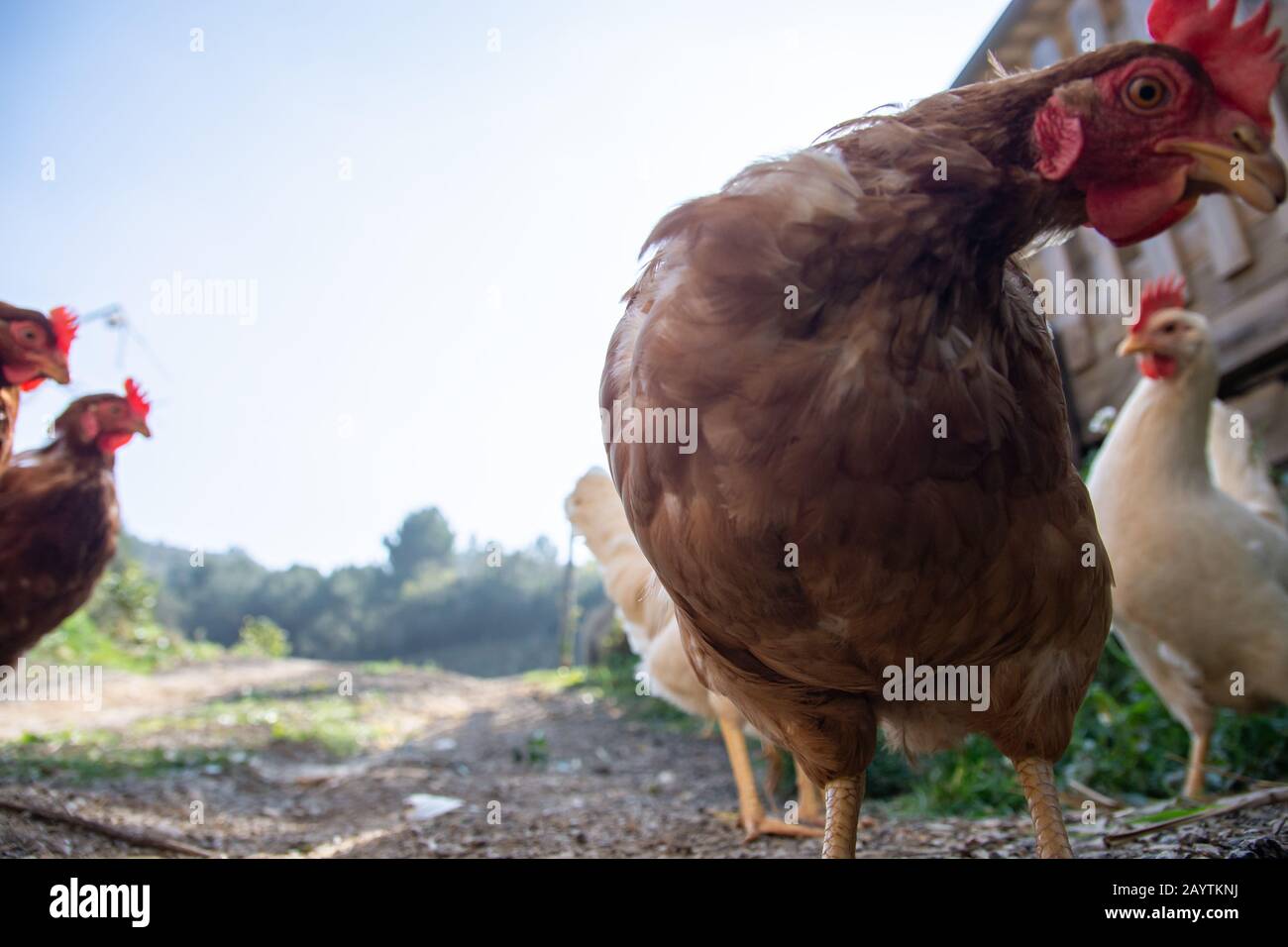 Hens raised in freedom and fed with organic food, space copy Stock ...