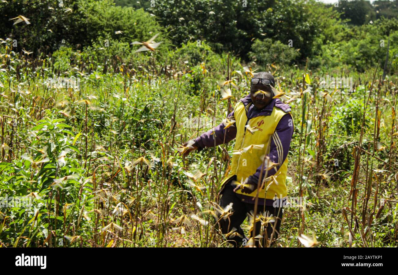 Locust Swarm Farm High Resolution Stock Photography and Images - Alamy