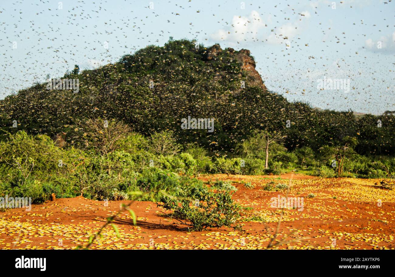 Locust Swarm 2020 High Resolution Stock Photography and Images - Alamy