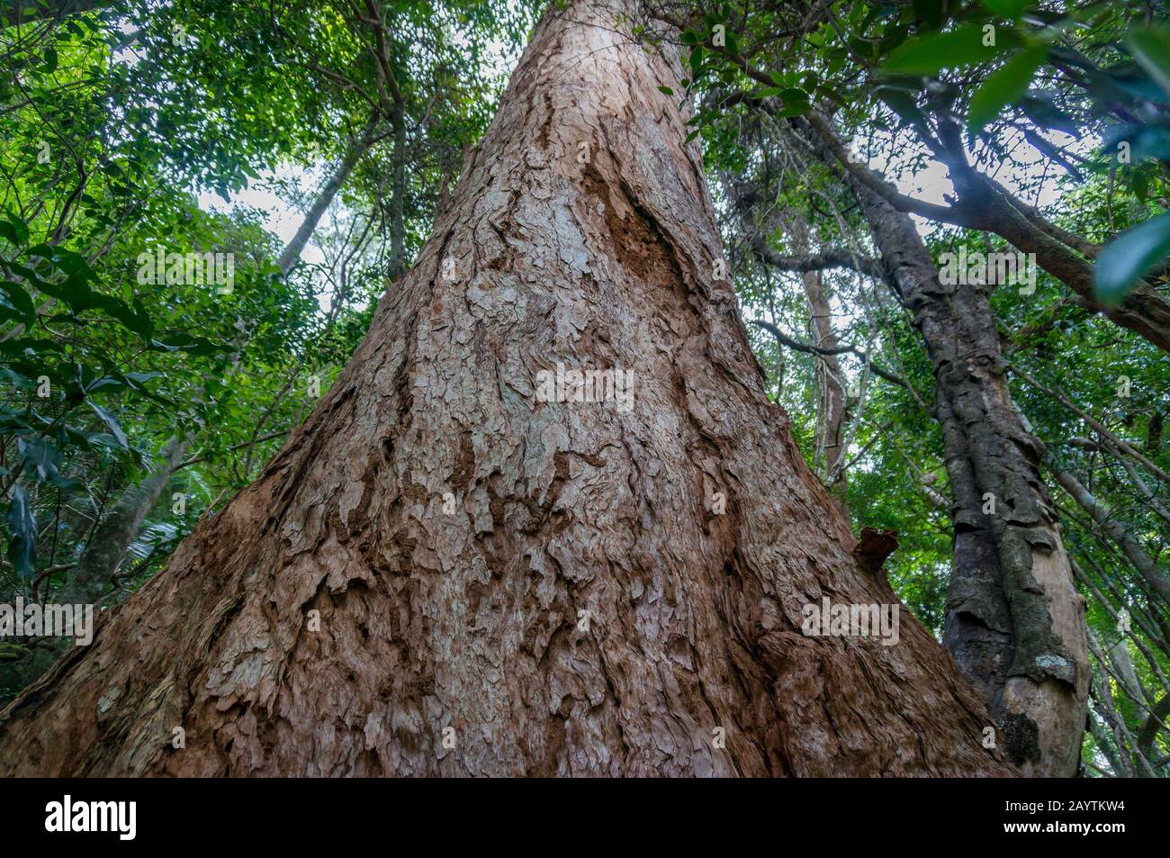 Tall red cedar tree with wide trunk and bark texture. Australian fine ...