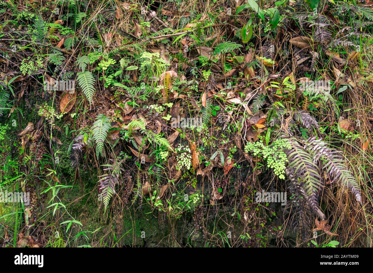Various green forest plants nature texture background. Different forest ...
