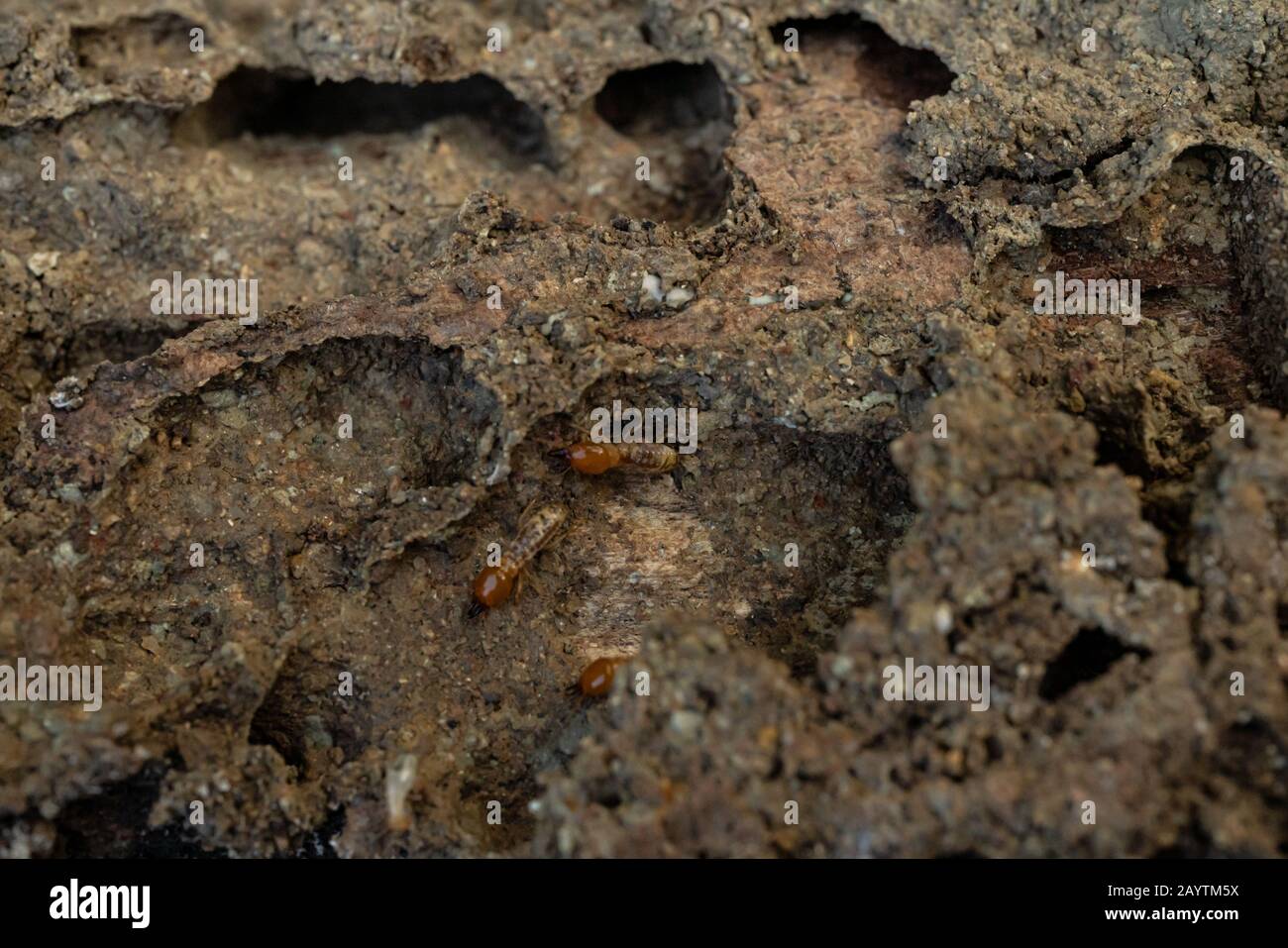 Dry-Wood Termites on the old wood rotting Stock Photo - Alamy