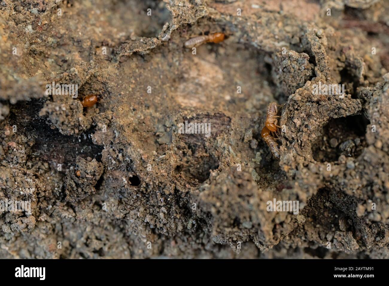 Dry-Wood Termites on the old wood rotting Stock Photo - Alamy